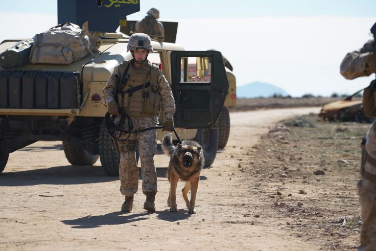 Blu-ray Kritik | Sergeant Rex - Nicht ohne meinen Hund (Full HD Review)